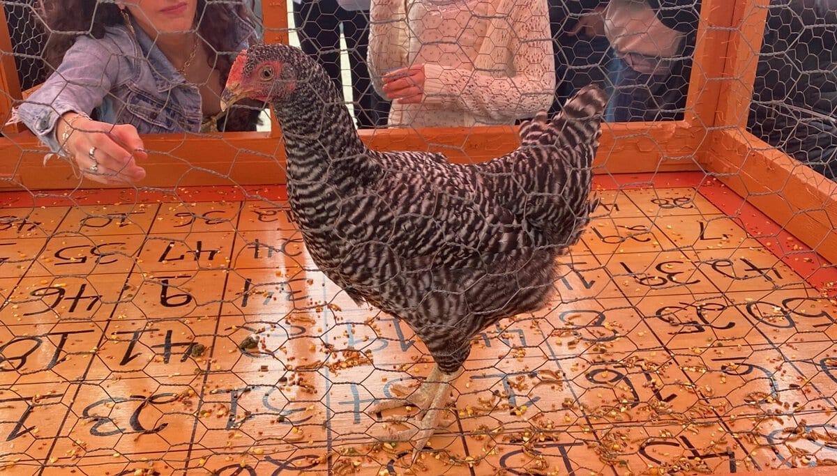 Chicken Shit Bingo: a HilARIOUS Must-Do in Austin, Texas!